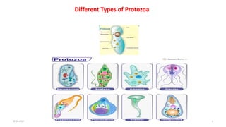 Anti-Protozoal drugs/agents/drugs for protozoal infection | PPTX