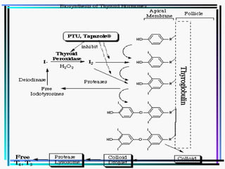 Anti thyroid drugs | PPT