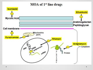 Anti-Tubercular drugs and classification | PPTX