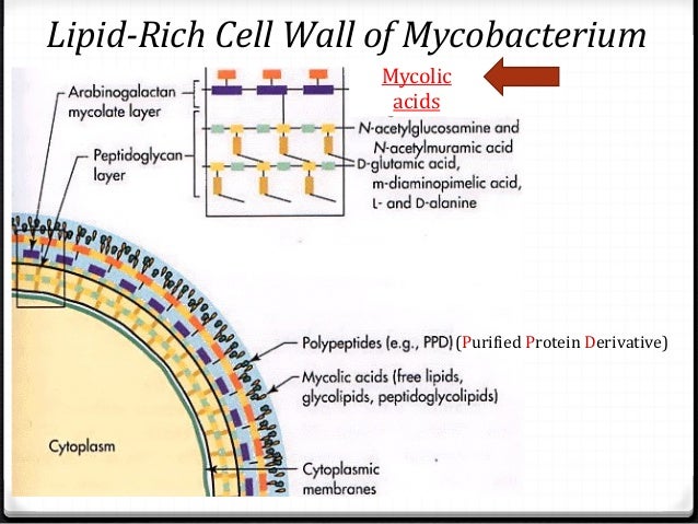 Tuberculosis Bacteria Structure