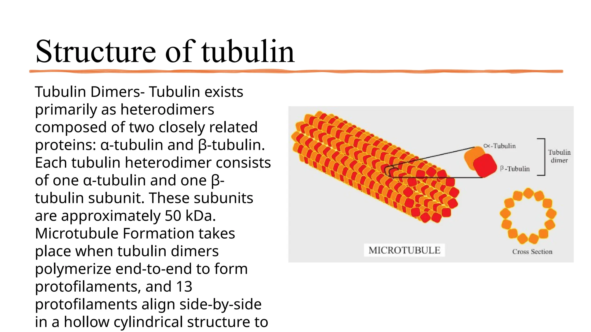 Anti-tubulin agents used for anti cancer therapy | PPT