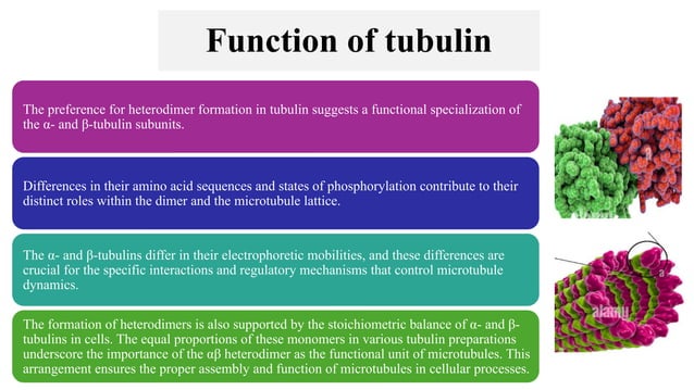 Anti-tubulin agents used for anti cancer therapy | PPT