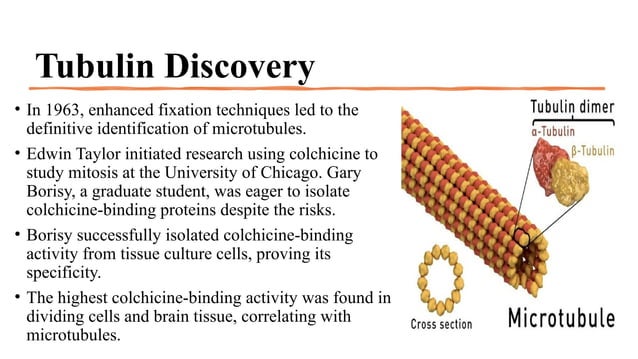 Anti-tubulin agents used for anti cancer therapy | PPT