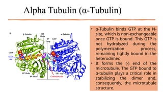 Anti-tubulin agents used for anti cancer therapy | PPTX