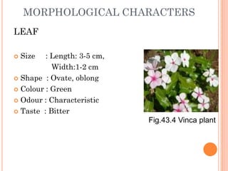Anti-tumour drugs. Vinca drug, Natural Antitumor drug | PDF