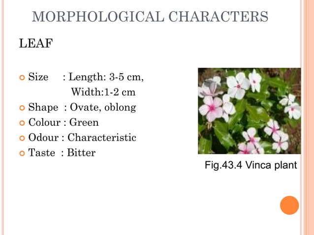 Anti-tumour drugs. Vinca drug, Natural Antitumor drug | PDF | Cancer ...