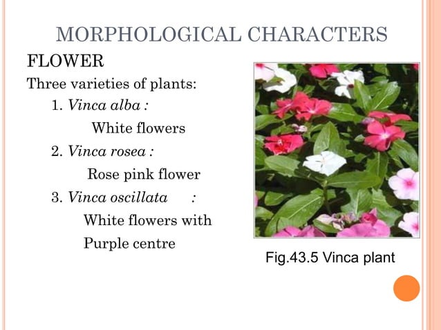 Anti-tumour drugs. Vinca drug, Natural Antitumor drug | PDF | Cancer ...