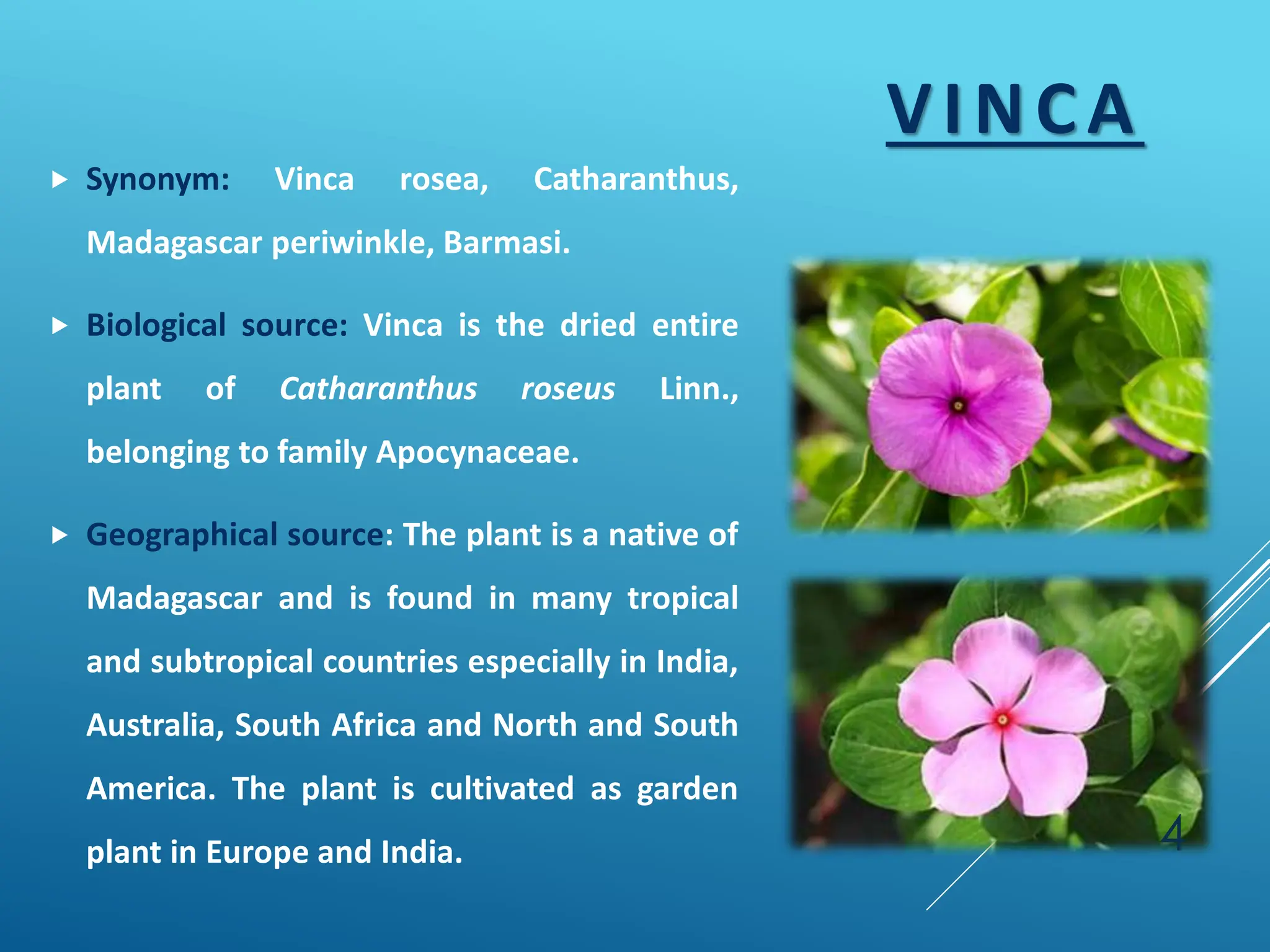 ANTI-TUMOUR - PHARMACOGNOSTIC NOTE - VINCA AND PODOPHYLLUM | PDF