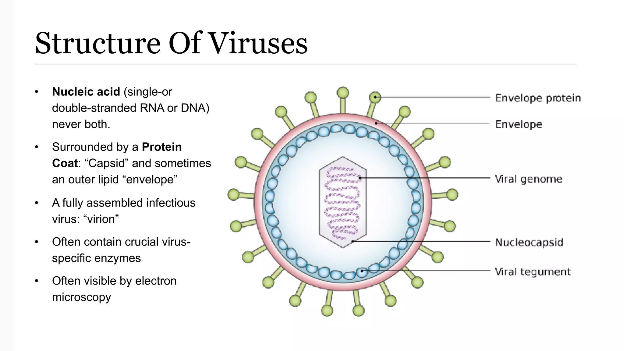 Antiviral Drugs – A Brief (Classification & Mechanism of Actions) | PDF