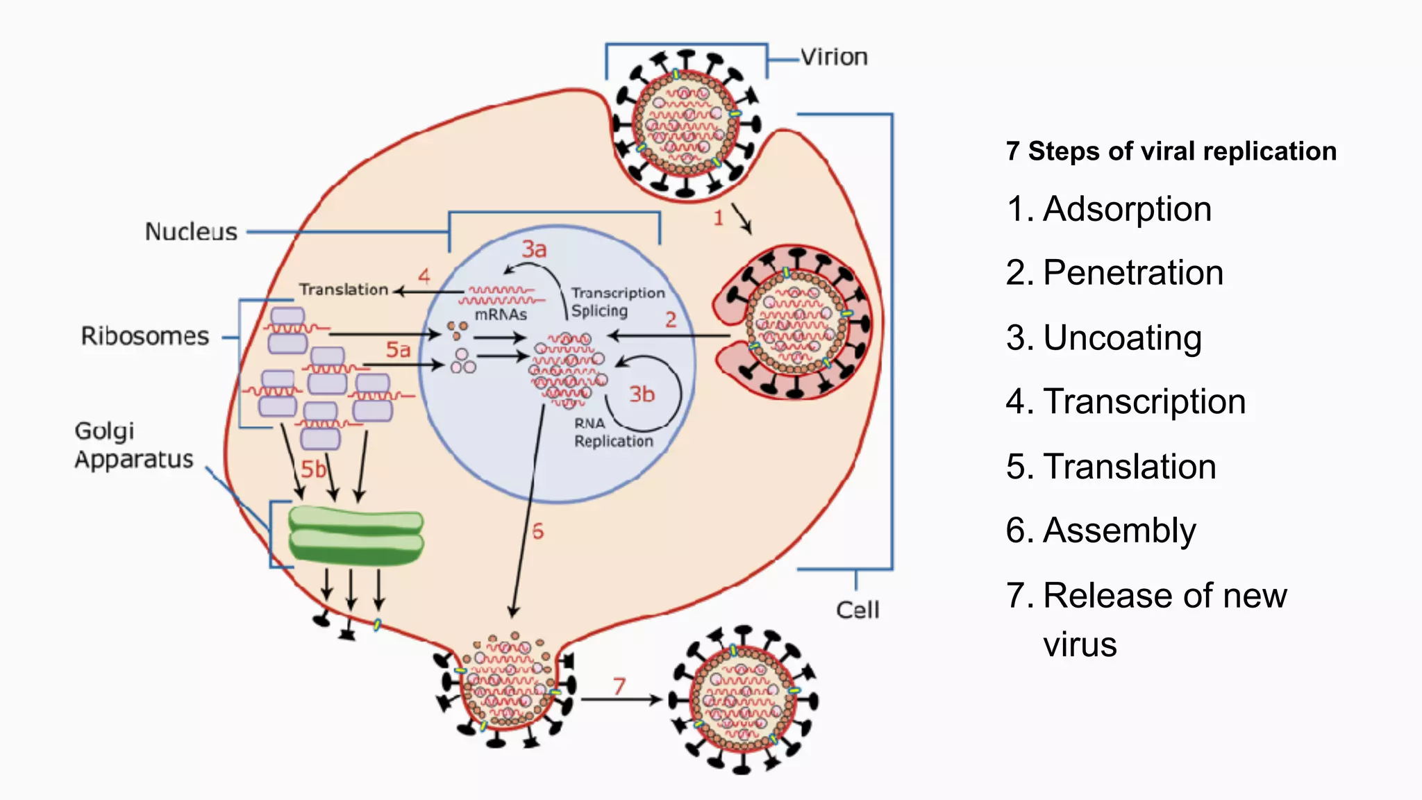 Antiviral Drugs – A Brief (Classification & Mechanism of Actions) | PDF