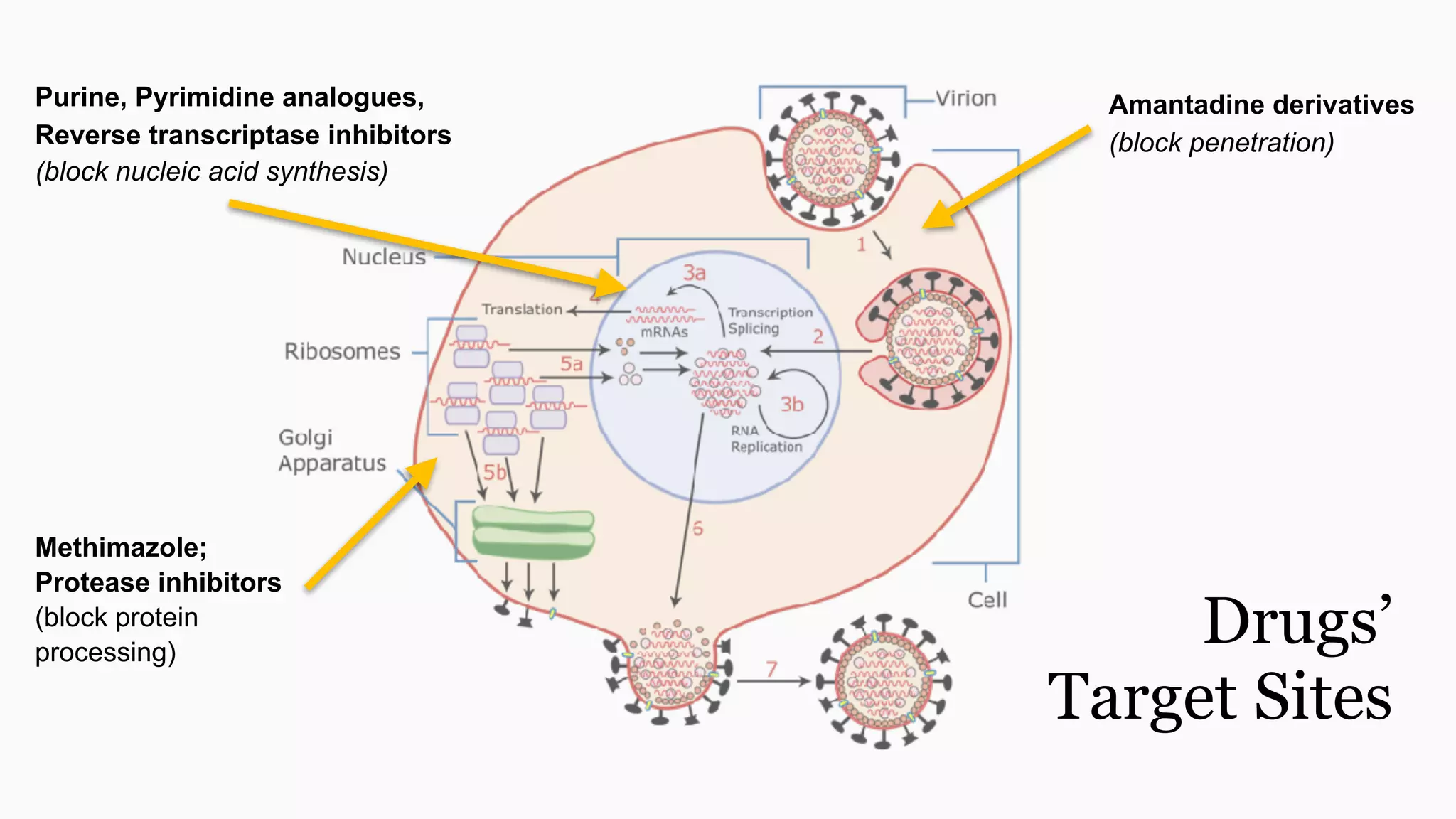 Antiviral Drugs – A Brief (Classification & Mechanism of Actions) | PDF
