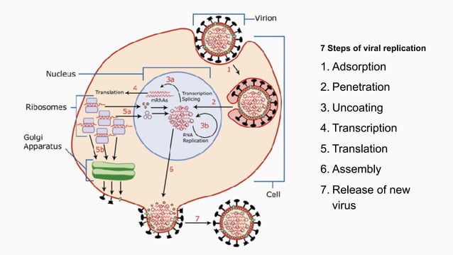 Antiviral Drugs – A Brief (Classification & Mechanism of Actions) | PDF