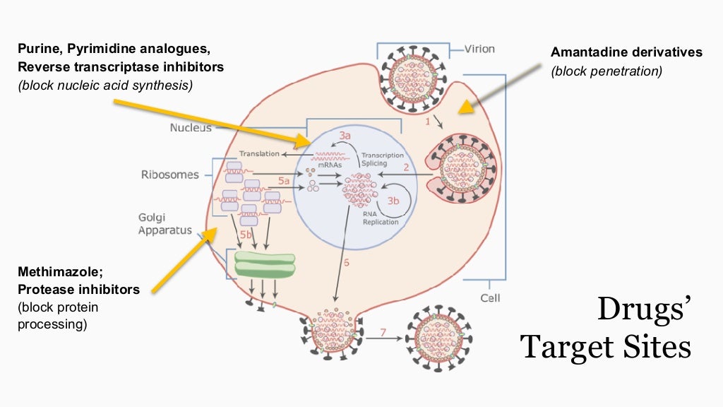 Antiviral Drugs – A Brief (Classification & Mechanism of Actions)
