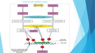 Anti-Viral Drugs.pptx