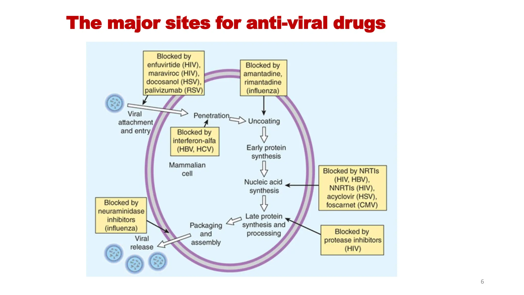 Anti-Viral Drugs/ Medicinal Chemistry .pdf