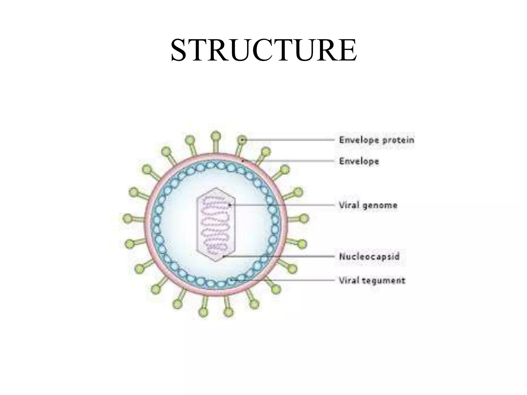 Anti viral drugs ppt | PPTX