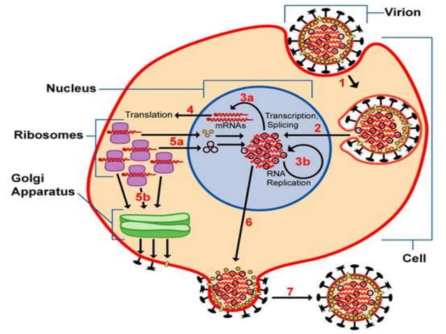 Anti-Virals Drugs (Medicinal Chemistry) | PPTX