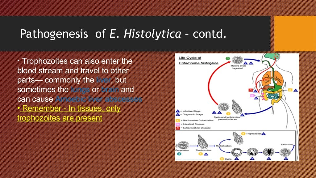 Antiamoebic and antiprotozoal drugs - drdhriti