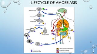 Antiamoebic drugs | PPTX