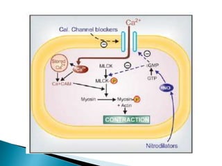 Antiangina part 1 | PPTX | Heart and Cardiovascular Diseases | Diseases ...