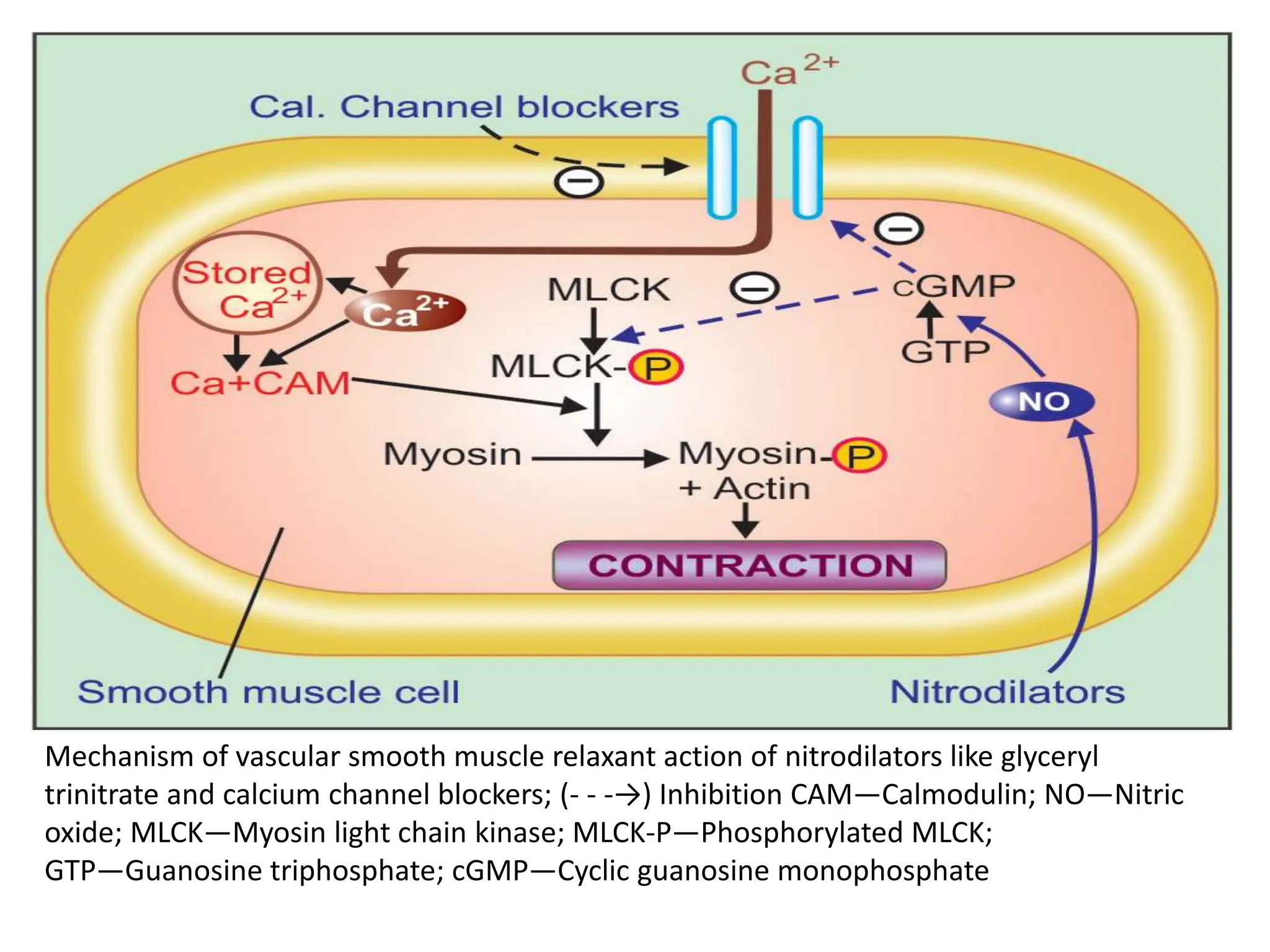 Antianginal Drugs Pharmacology 5th sem B.Pharm.pptx