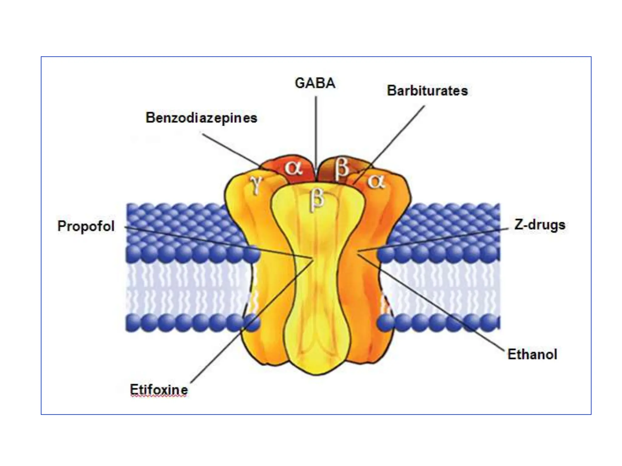Antianxiety drugs symptoms and pharmacology | PPTX