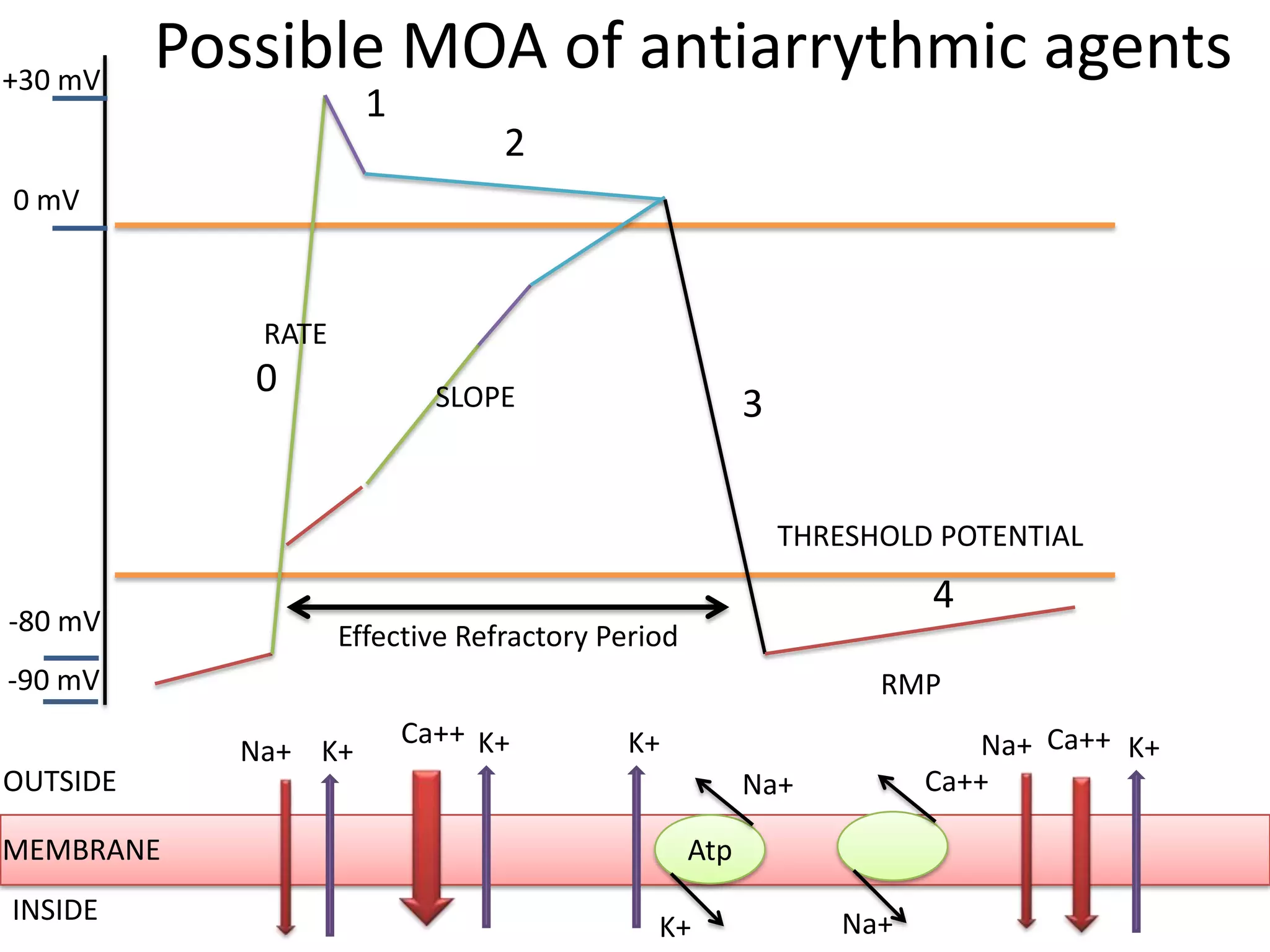 Antiarrhythmic drugs | PPTX