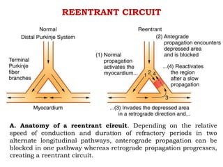 Antiarrhythmic drugs, Drugs used in arrhythmia | PPT