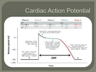 Drugs Used in the Treatment of Arrhythmia | PPTX