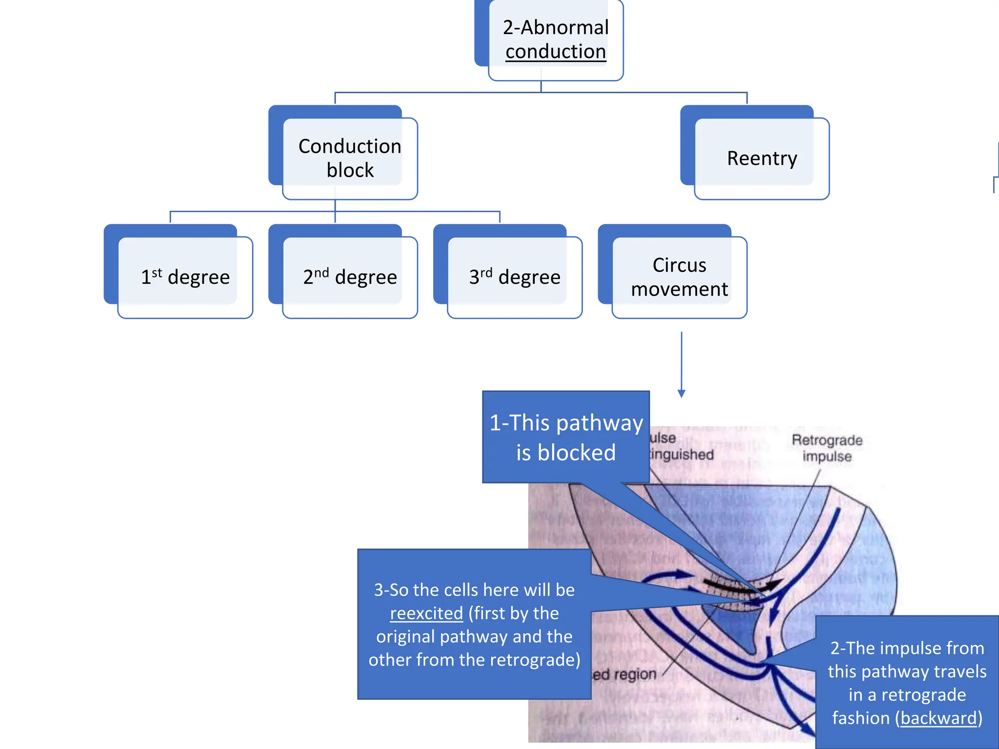 anti arrhythmic drugs anaesthesiology cardiac | PPTX