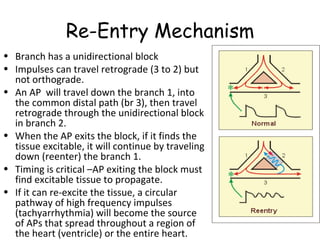 Antiarrhythmics modified | PPT | Heart and Cardiovascular Diseases ...