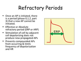 Antiarrhythmics modified | PPT | Heart and Cardiovascular Diseases ...