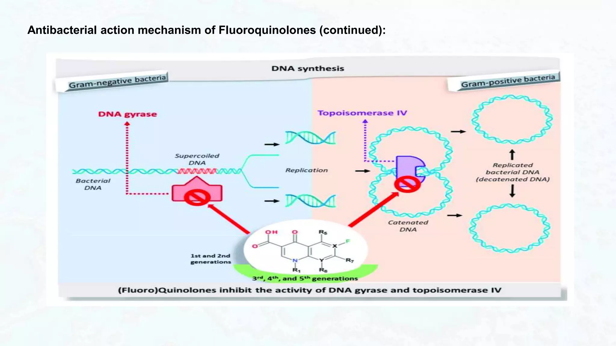 Antibacterial Action Mechanism of Fluoroquinolones.pptx