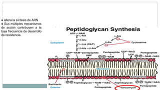Antibioticos | PPTX