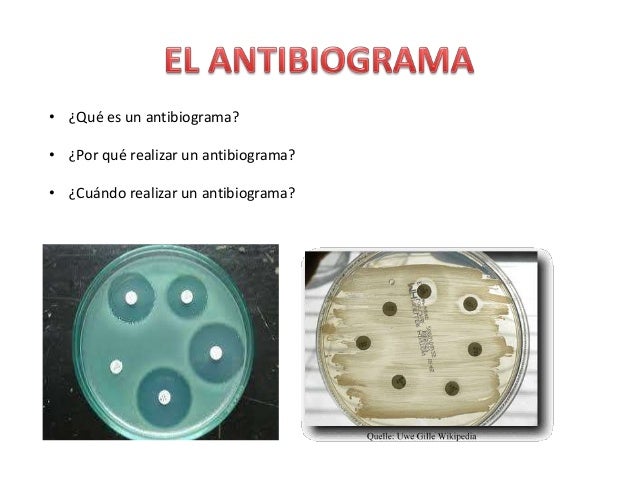 Antibiograma bacteriano