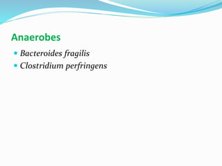 Antibiogram CLSI Recommendations | PPTX