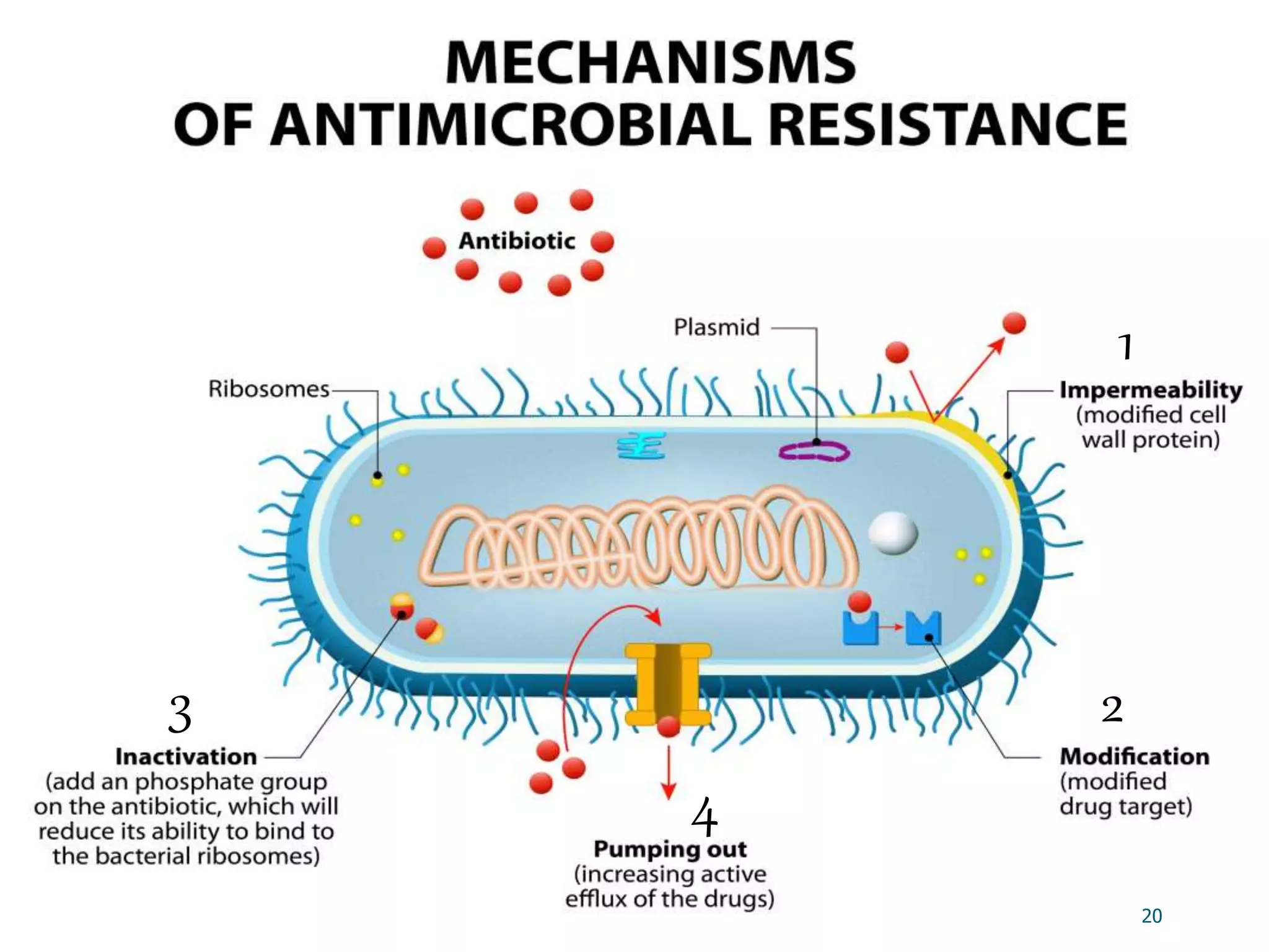 Antimicrobial Resistance (AMR) | PPTX