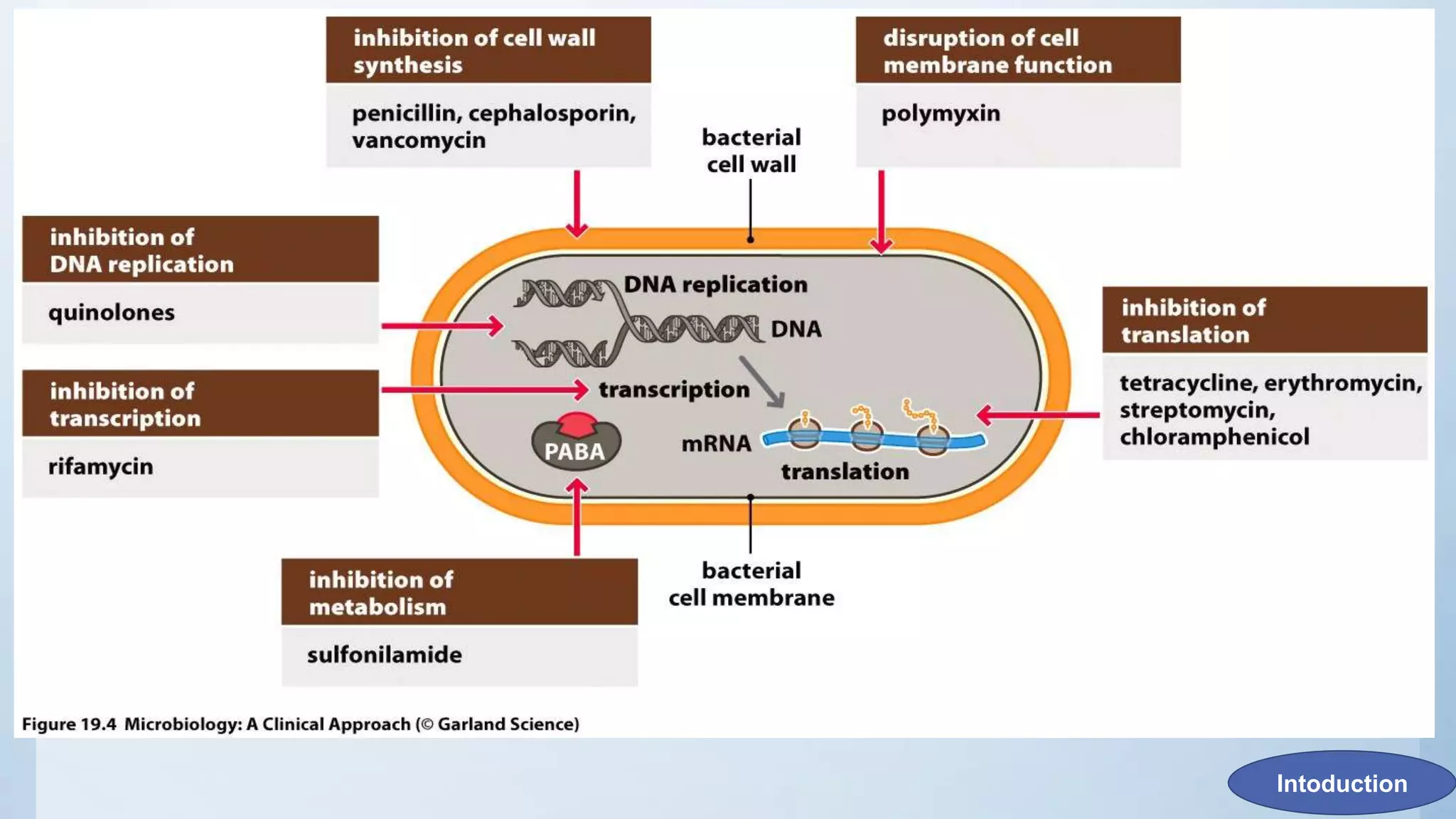 Antibiotic | PPTX
