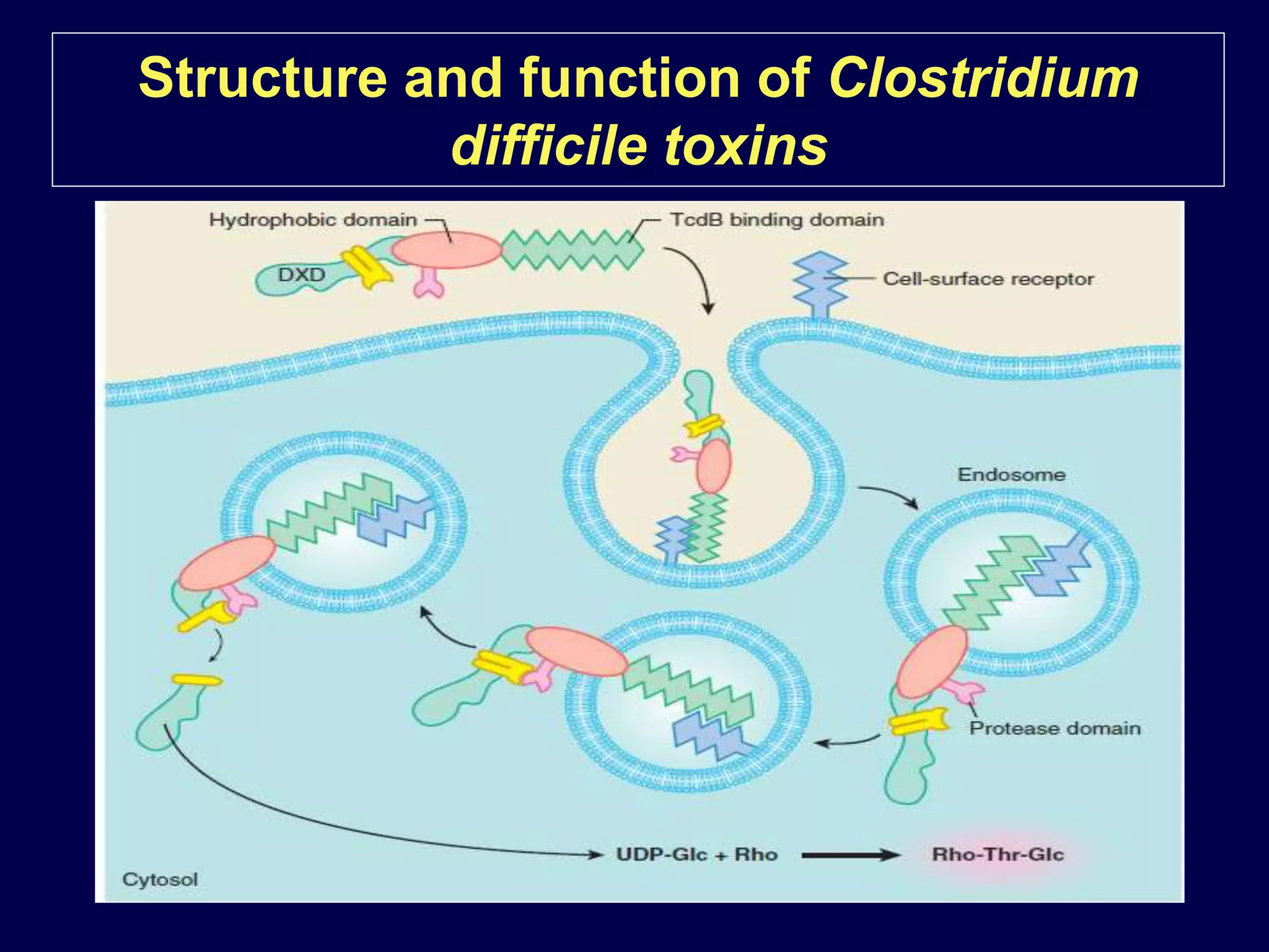 Antibiotic associated diarrhea & Clostridium difficile infection | PPTX