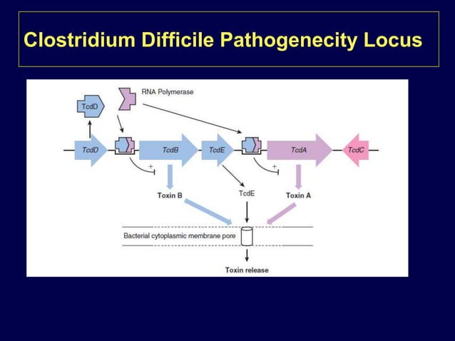 Antibiotic associated diarrhea & Clostridium difficile infection | PPTX