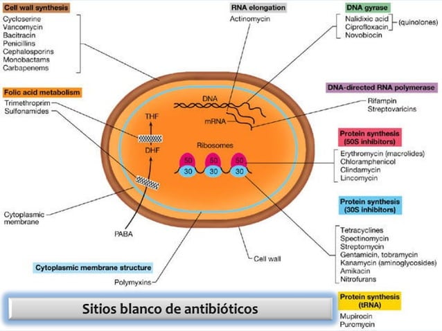 Antibioticos generalidades farmacologia clinica | PPT