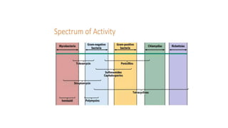 Antibiotic production. Production of Antibiotics | PPTX