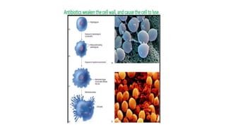 Antibiotic production. Production of Antibiotics | PPTX
