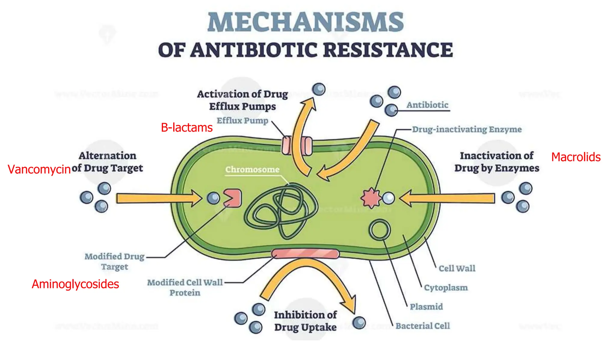 Antibiotic Resistance for children with febrile | PPT