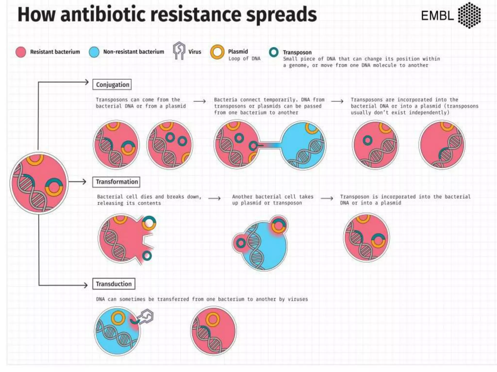 antibiotic resistance.ppt