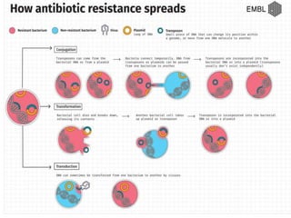 antibiotic resistance.ppt
