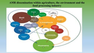 Antibiotic resistance in food and agriculture | PPTX