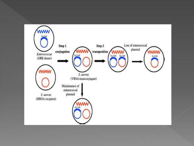 ANTIBIOTIC RESISTANCE STAPH.pptx for education | PPTX | Infectious Diseases | Diseases and ...