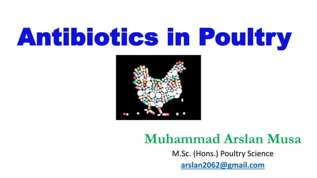 Antibiotics in Poultry | PPSX