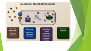 Antibiotics.pptx